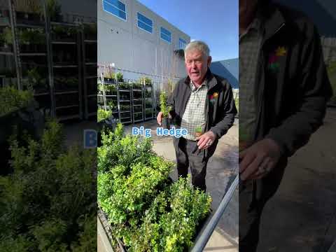 The #1 Seller at Hello Hello Plants is ......English Box!