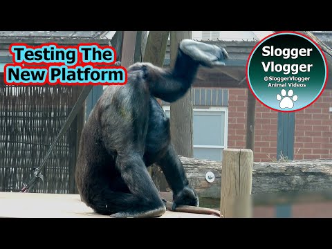 Gorilla Approved: Shufai's Test of Twycross Zoo's New Board