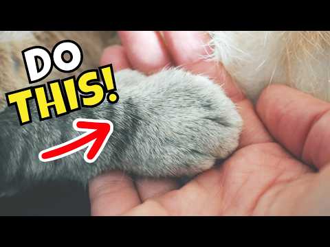 If You Can Touch Your Cat's Paw, It Means THIS!