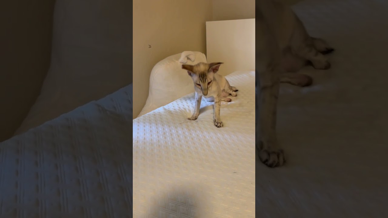 Bug chases Pyewacket