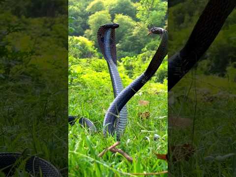Snake Video π #shotrs #snake #viral