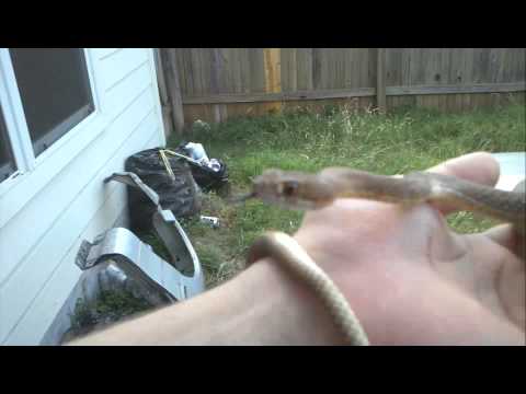 Eastern Yellow Belly Racer in backyard