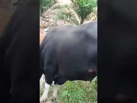 Sapi Bali Jantan Jumbo