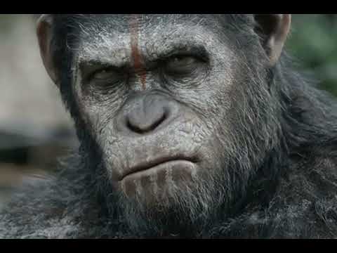 Grandmaster Kas / Monkey boy