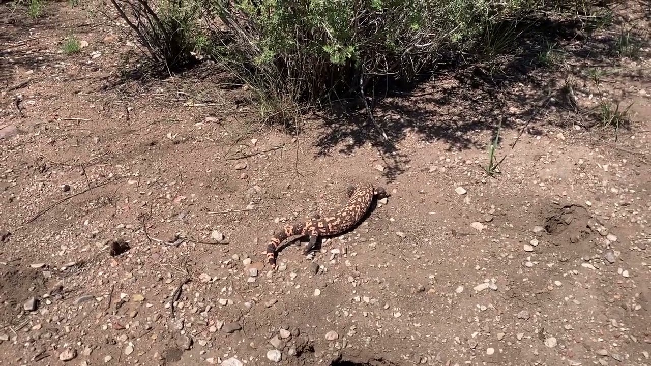 2nd Gila monster encounter