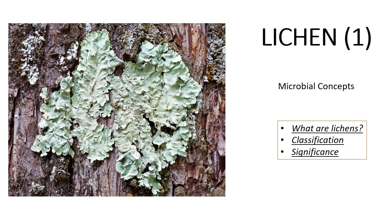 LICHEN 1 | Botany | Microbiology