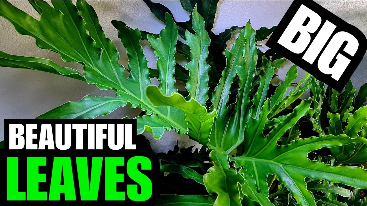 All You Need To Know About The Split Leaf Philodendron { Philodendron Selloum }
