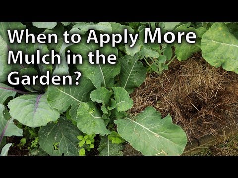 When to Top-up Mulch in your Vegetable Garden