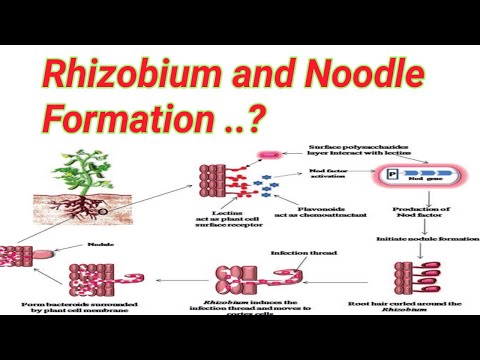 Rhizobium & Noodle Formation in Hindi/Urdu