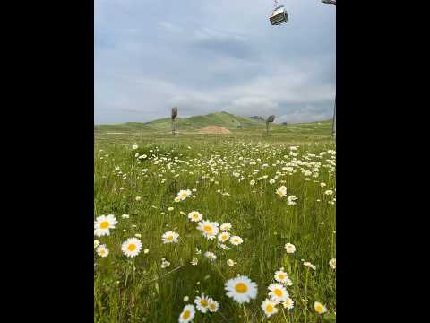 #remix #dj #music #travel #azerbaijan #nature #flowers