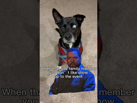 Mean dog face π #memes