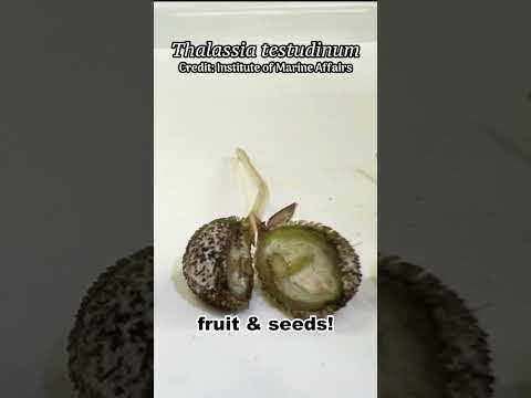 Turtle Seagrass (Not #algae) Flower, Fruit and Seed