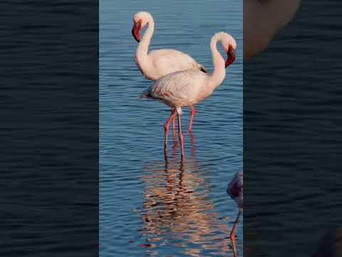 amazing pink flamingos in the waters