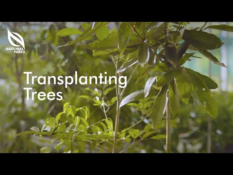 Transplanting Plants | OneMillionTrees Nursery Tutorial Series