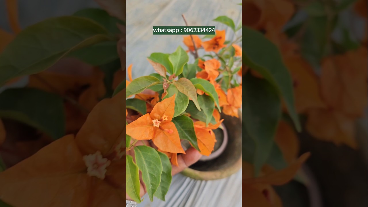 📌450+ colour Bougainvillea Plants | Online Sale | Paper Flower Combo | Low Price Baganbilas