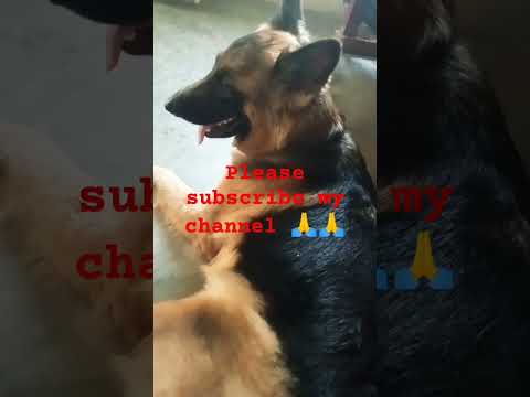 hamare YouTube channel ko subscribe kar do aap log #dog #dogsworld #dogslife #doggiecorgi