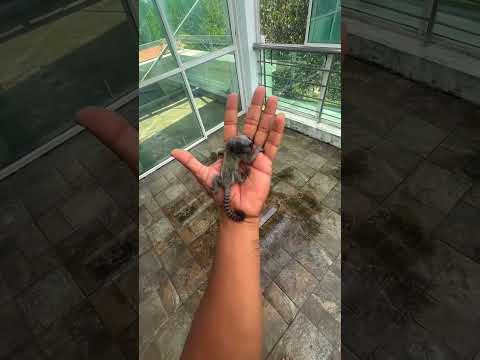Pygmy Marmoset: The Tiny Monkey with Big Surprises!