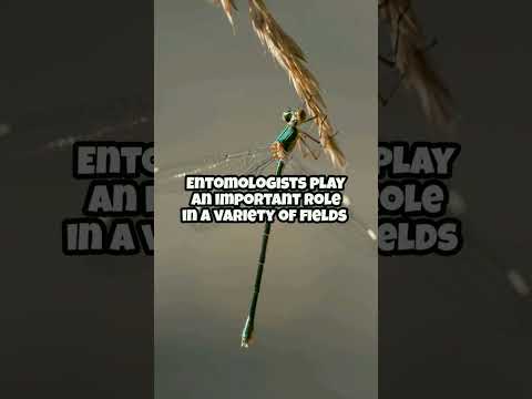 What is Entomology