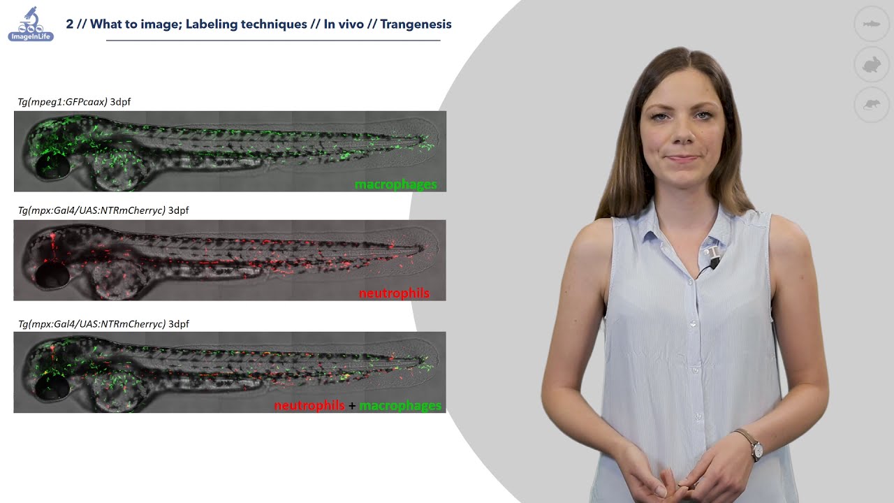 2.3 Zebrafish transgenesis