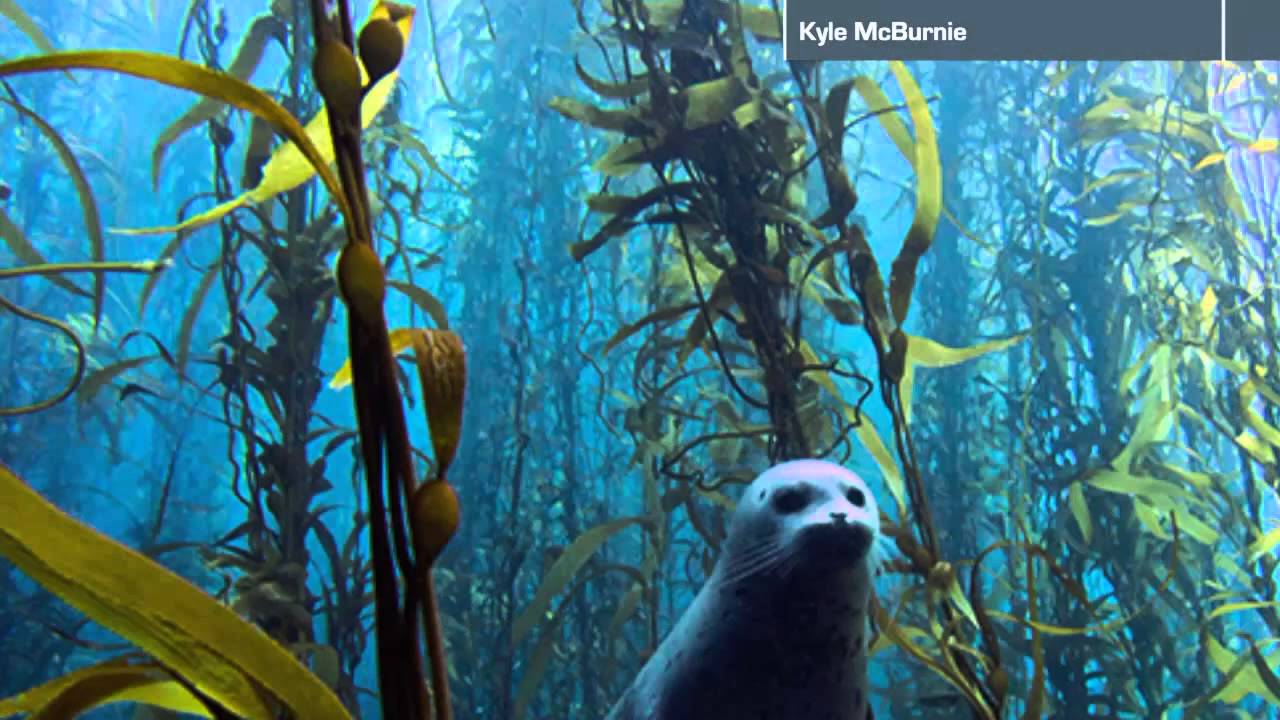 Harbor Seals as Art?