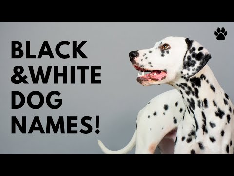 🐕 Black And White Dog Names 🐾 39 TOP Ideas for Your Bicolor Pup!