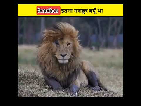 Scarface 🦁🔥दुनिया का सबसे मशहूर Lion कैसे बना