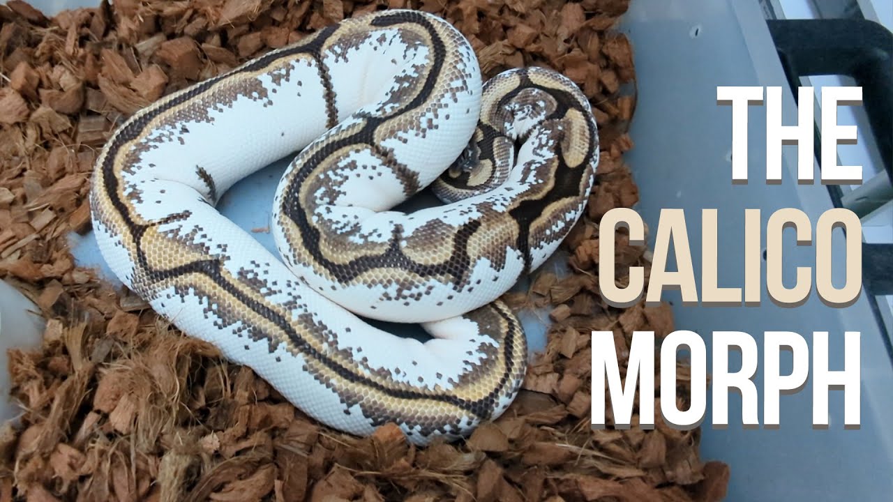 NBK Ball Pythons - CALICO Edition