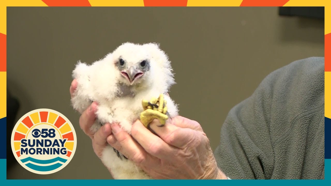 'It's always amazing': How Wisconsin's peregrine falcon programs help endangered raptors thrive