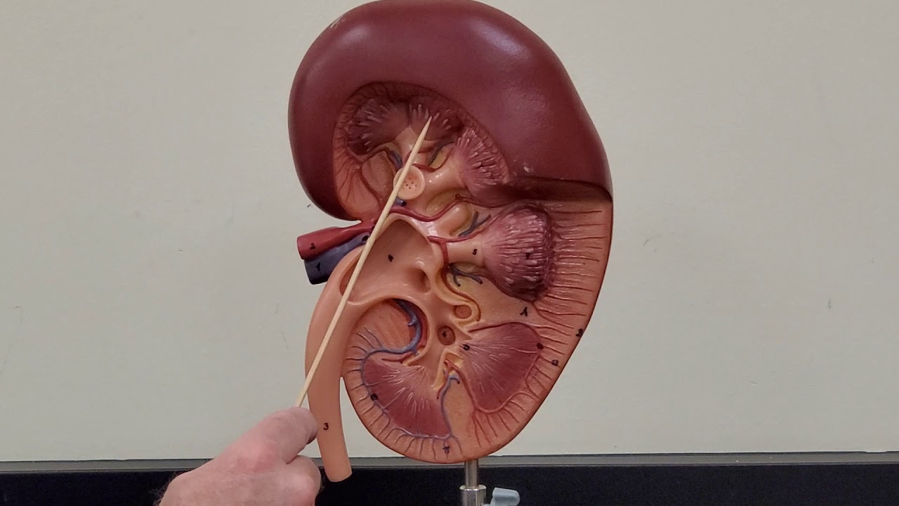 Professor Long 2402 Lab Urinary System and Kidney Models