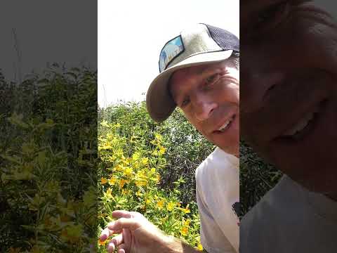 Sticky Monkey Flower