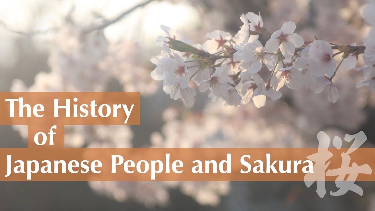 The History of Japanese people and Sakura(cherry blossom)/ History of Japan