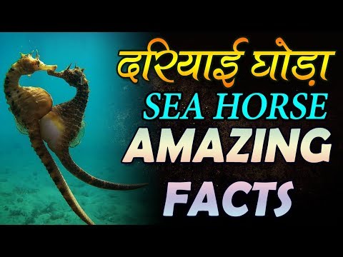 Amazing Facts About Sea Horse In Hindi दरियाई घोड़ा के बारे में ये नहीं पता होगा | Adbhut Rahasya