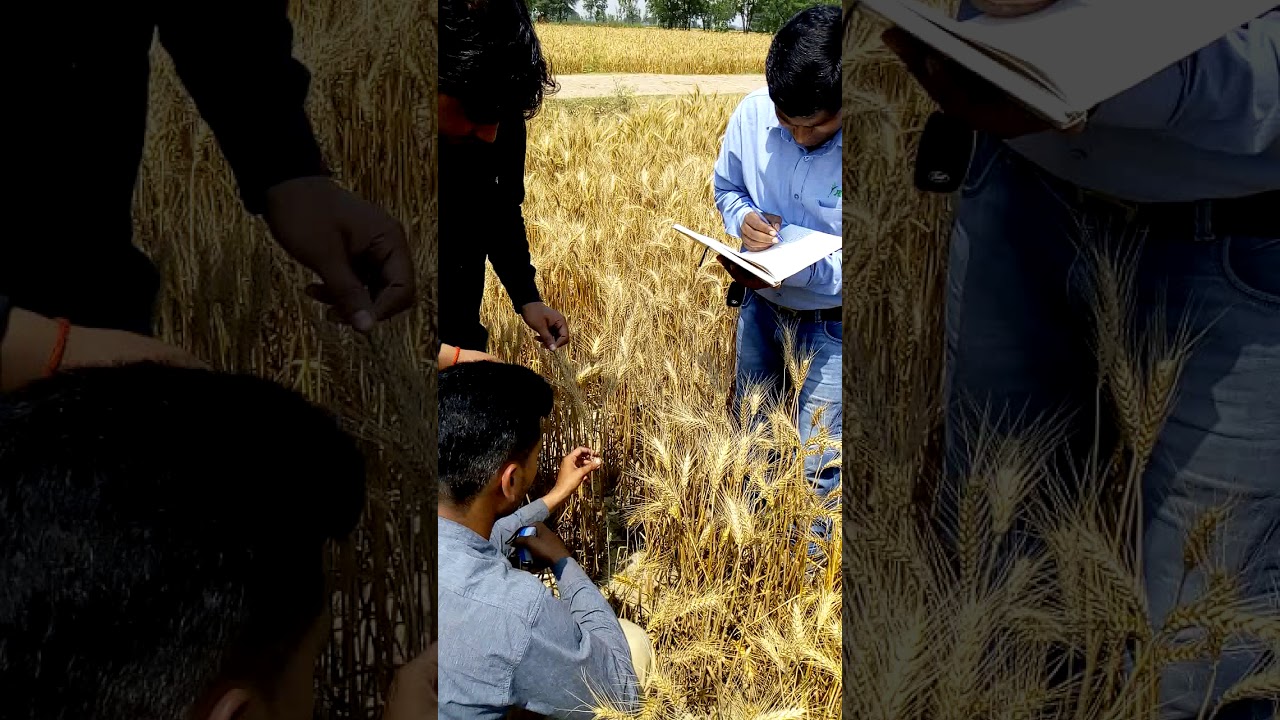 Wheat data collection structure trial
