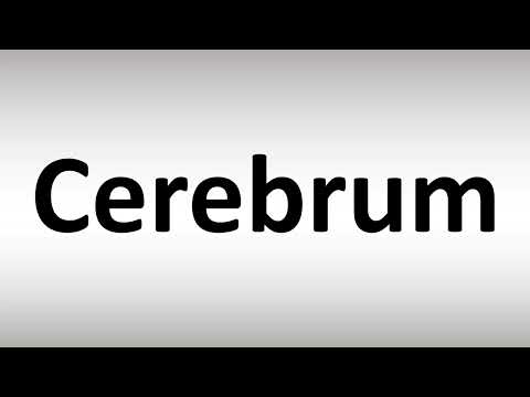 How to Pronounce Cerebrum