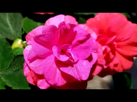 Rockapulco Double Impatiens From Proven Winners! Shade Loving Plants