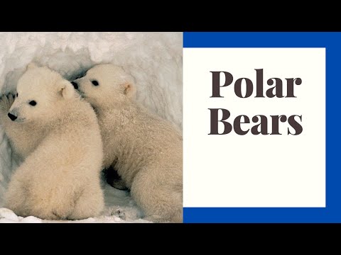 All About Polar Bears