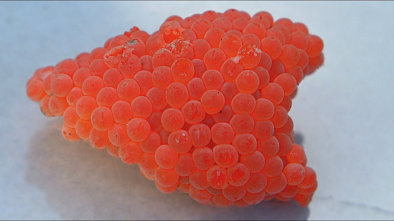 Make sure to CRUSH these eggs! #snail #asmr #nature