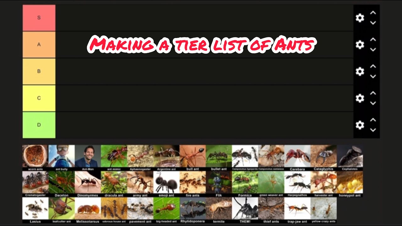 Making an Ant Tier List
