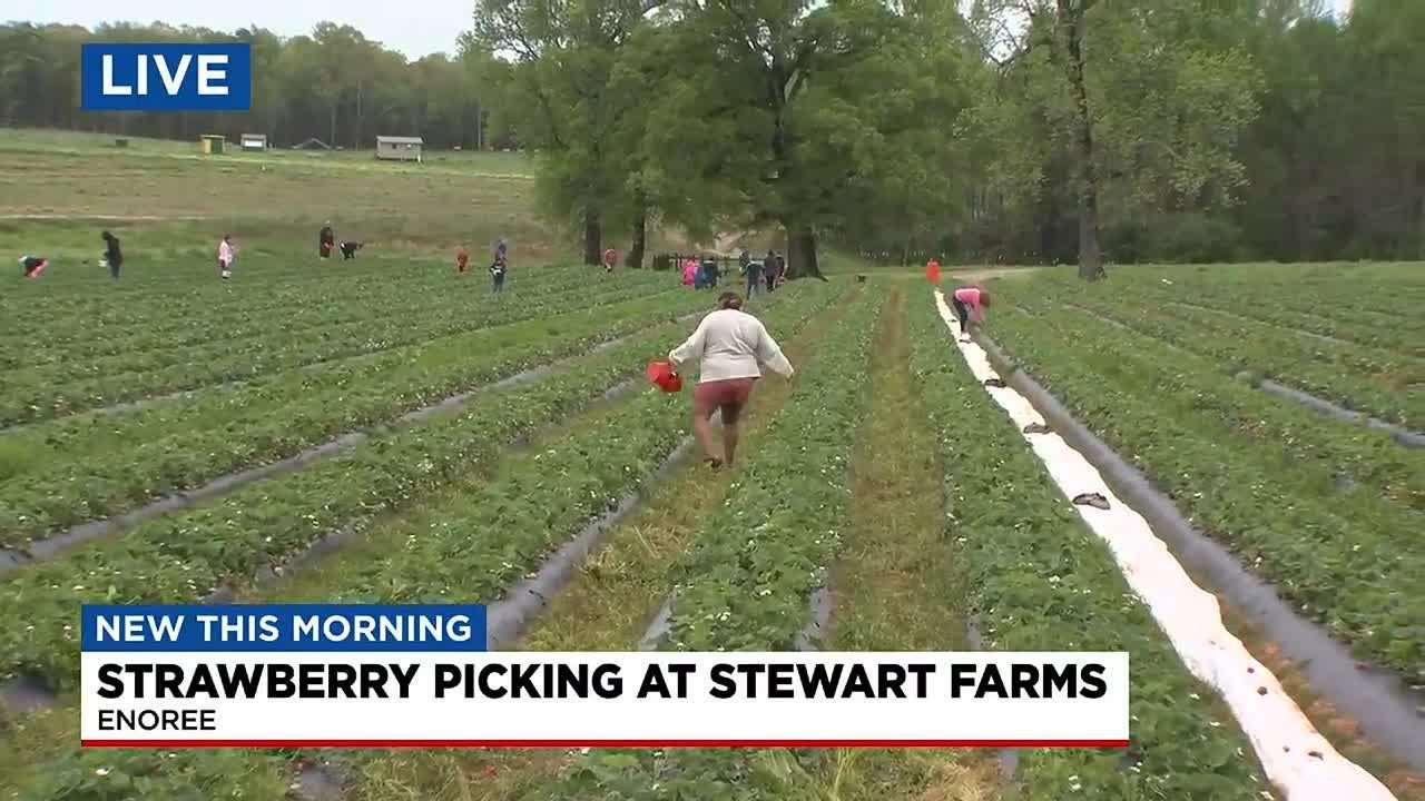 Strawberry picking at Stewart Farms