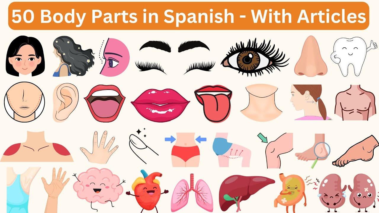 50 Body Parts in Spanish With Articles - Spanish vocabulary | Spanish for Beginners