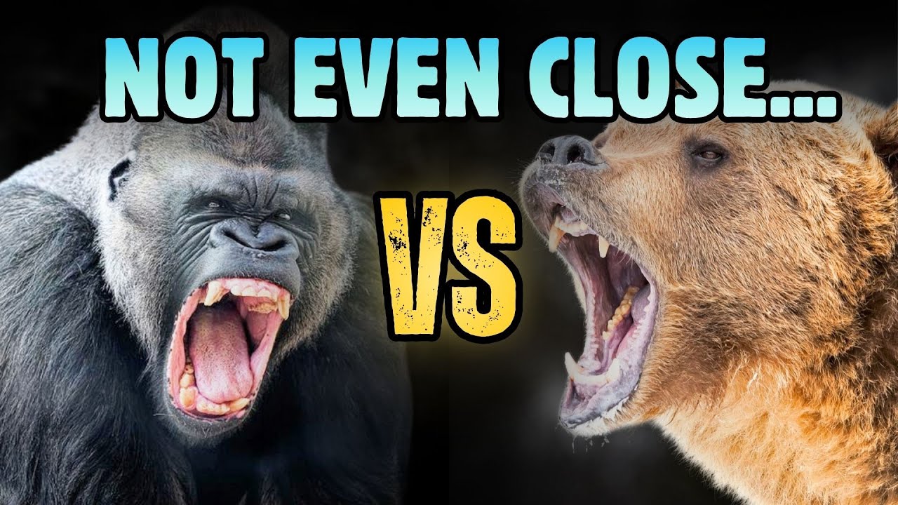 Silverback Gorilla VS Grizzly Bear — Ending This Debate