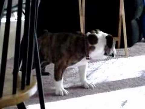 Winston's adverse reaction to Metronidazole