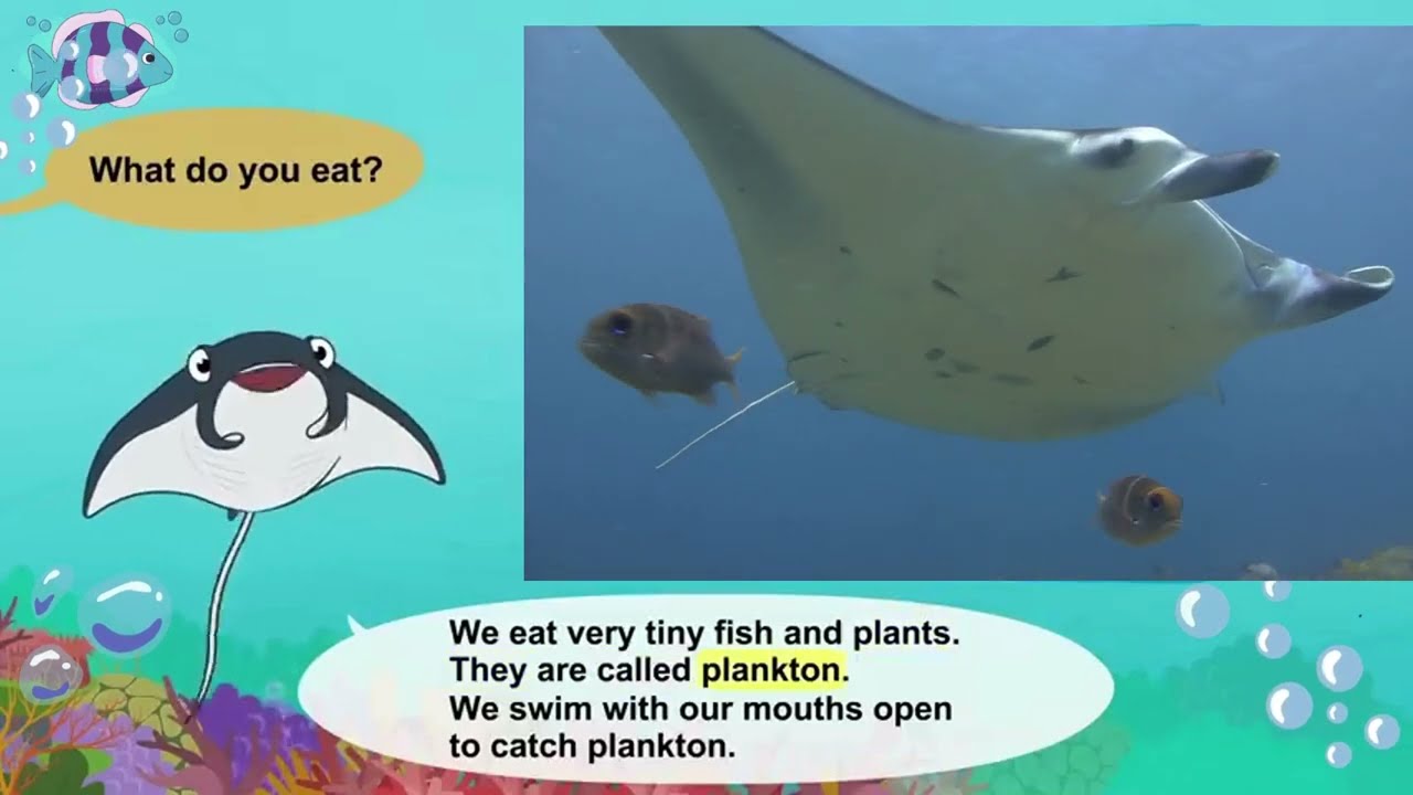 Meet the Ocean Animals || Manta Rays || The Graceful Gliders of the Ocean🌊🐬