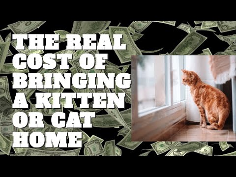 The Most Expensive Cost Of Owning A Cat