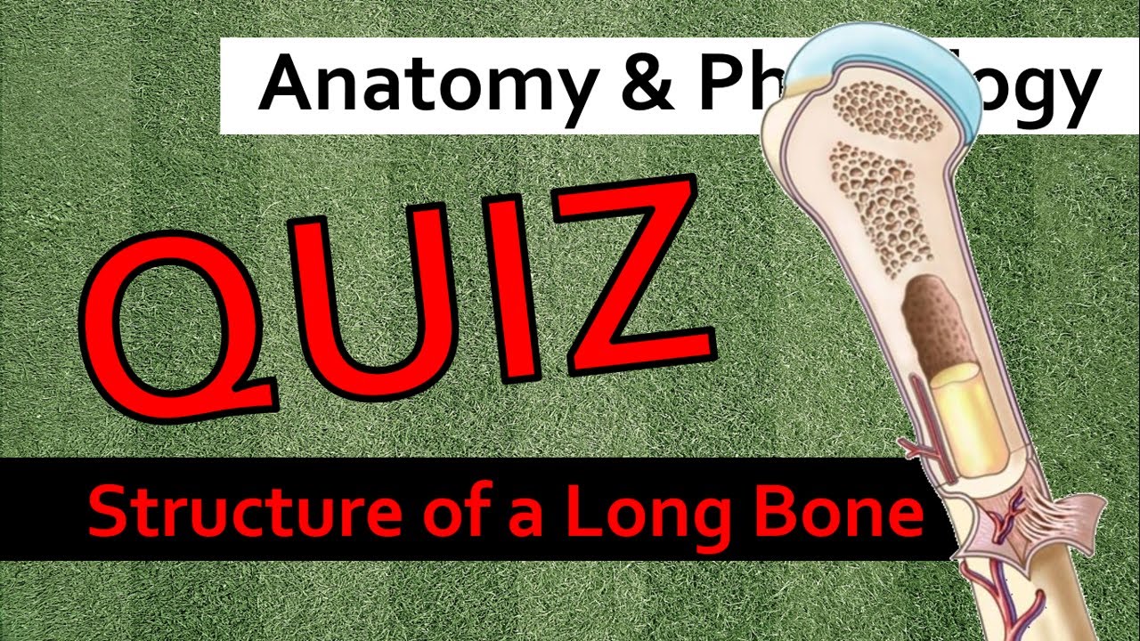QUIZ: Structure of a Long Bone | Anatomy & Physiology