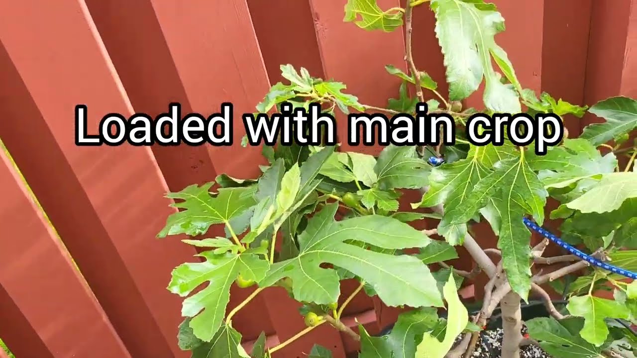 Fig differences and descriptions you need to know. Part 1