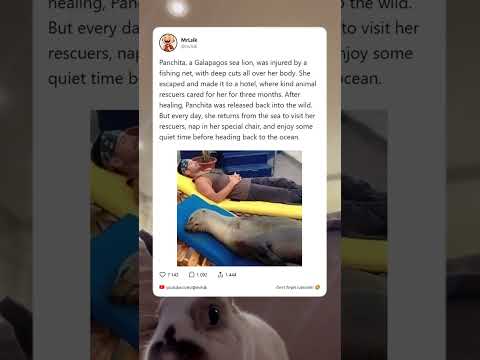 Injured Sea Lion Heals and Returns Daily to Say Th