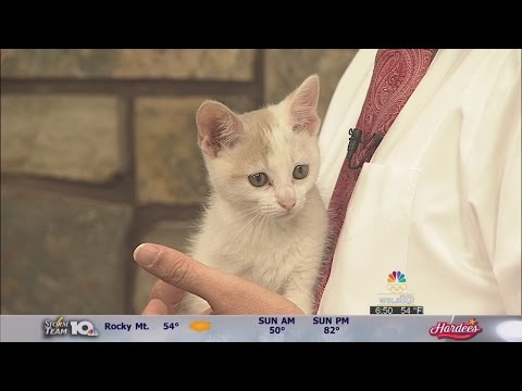 Meet this week's pets of the week from the Roanoke Valley SPCA