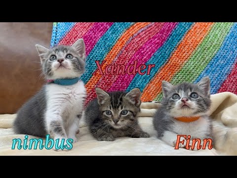 Cat for adoption - Finn Alegria, a Domestic Short Hair & Tabby Mix in ...