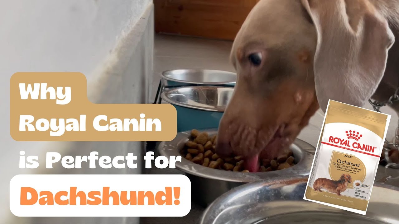 The BEST food for your Dachshund | Royal Canin review